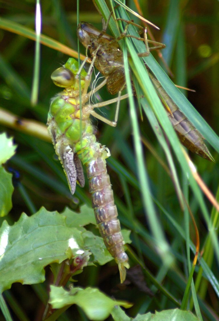 Dragonflies an unlikely ‘Rosetta Stone’ to understanding mercury ...