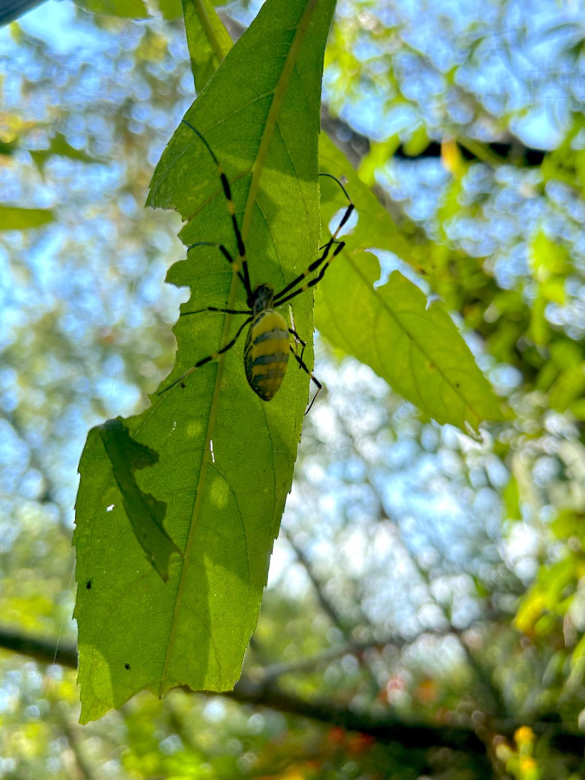 Smokies LIVE: Exotic joro spider discovered in the Smokies