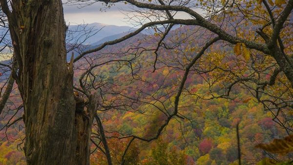 Smokies Life 2024 FALL COLORS