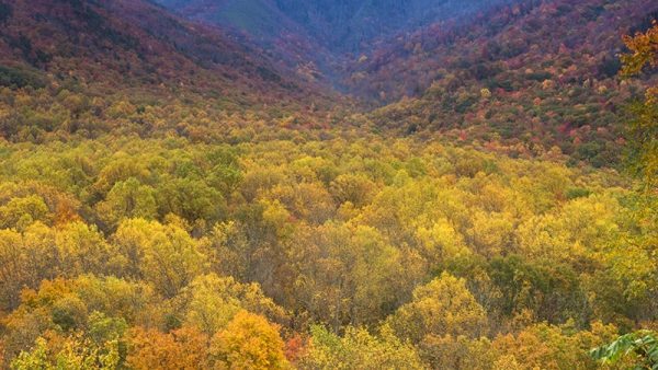 Fall Color Reports for Great Smoky Mountains