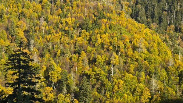 Smokies Life 2025 FALL COLORS