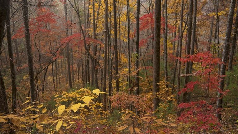 Smokies Life 2024 FALL COLORS
