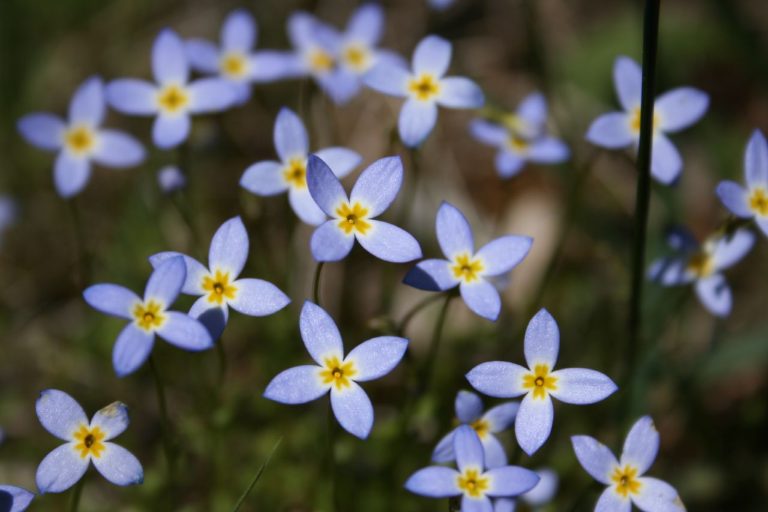 2025 WILDFLOWERS | Smokies Life