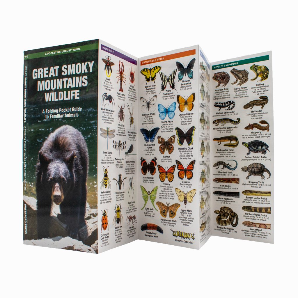 Great Smoky Mountains Wildlife: A Folding Pocket Guide to Familiar ...