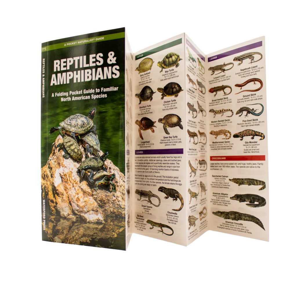 A Pocket Naturalist Guide: Reptiles and Amphibians | Smokies Life