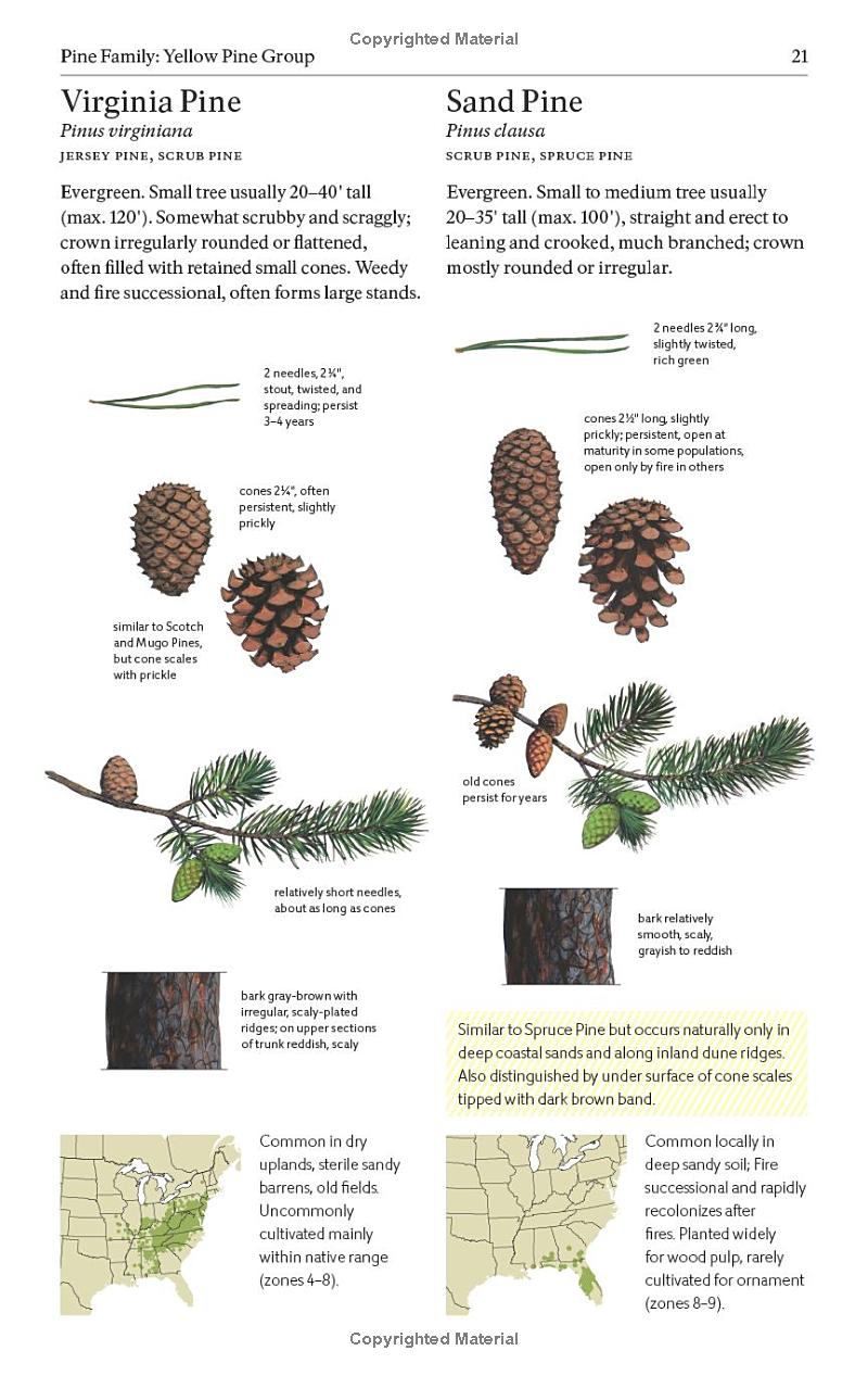 Sibley Field Guide to Trees - Smokies Life