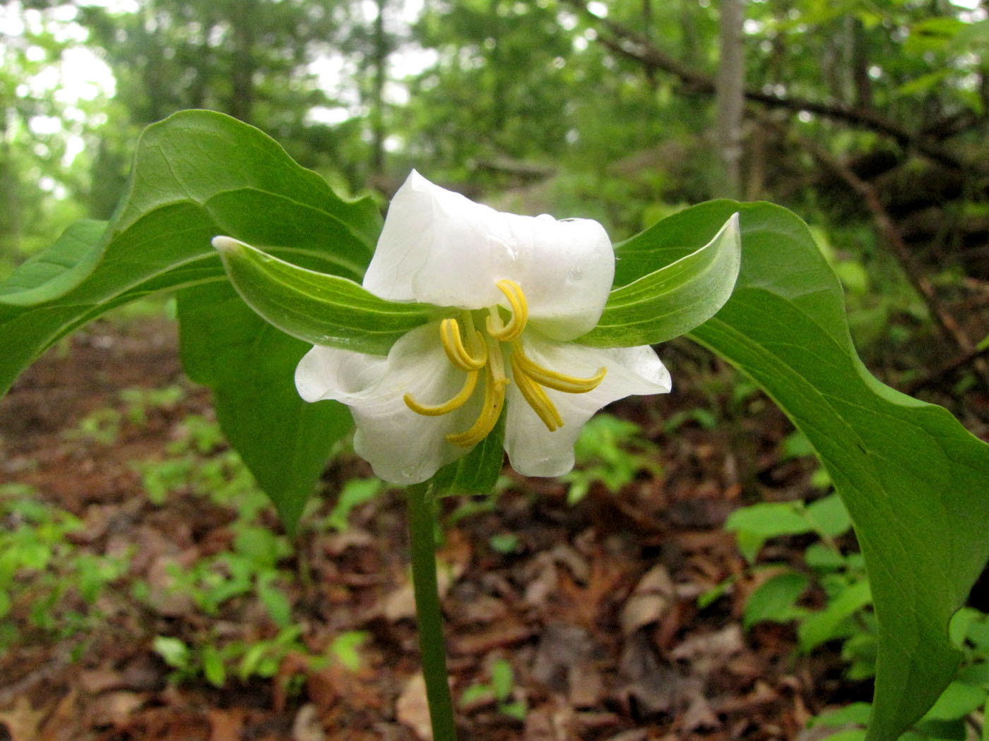 Wildflowers 101: Trillium | Smokies Life