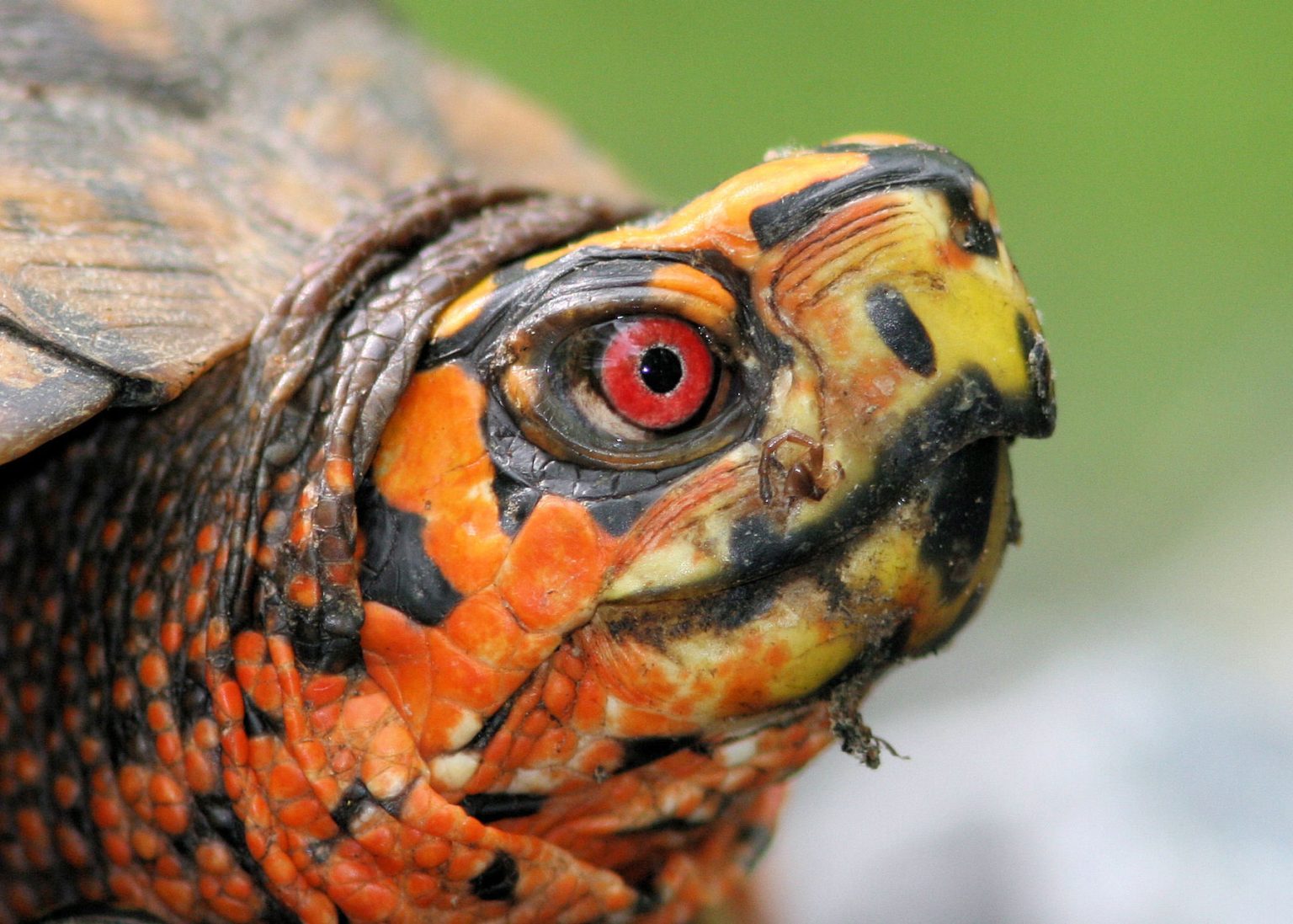 What happens when we relocate box turtles? - Smokies Life
