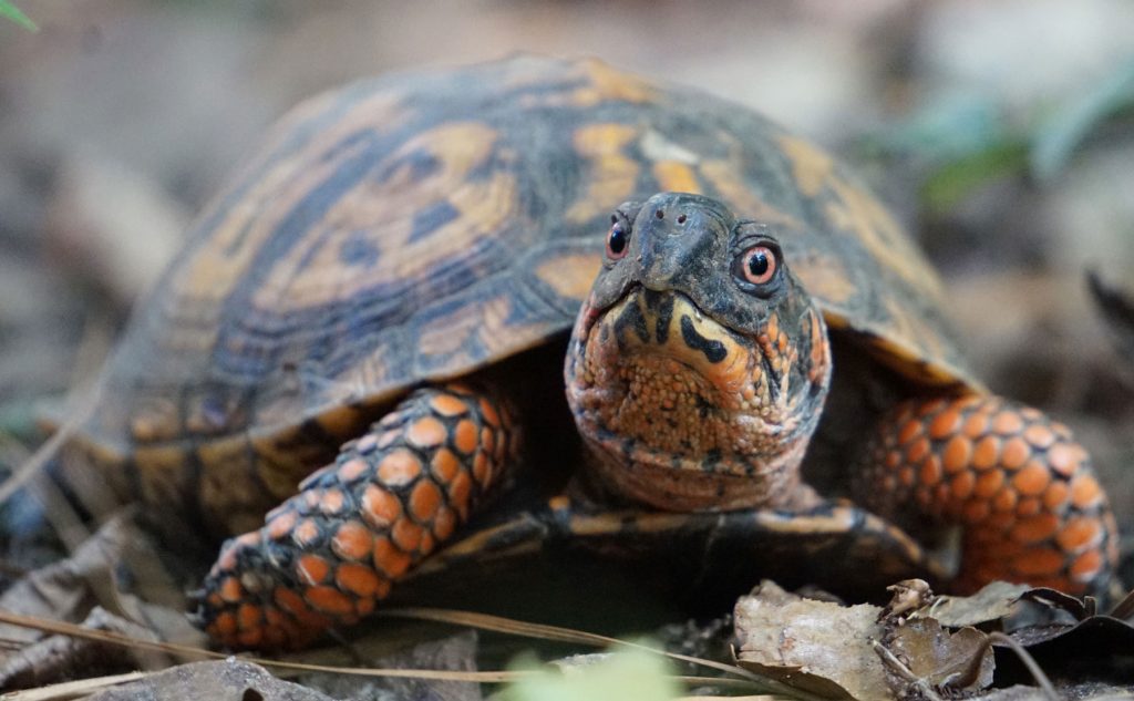 Smokies LIVE: What happens when we relocate box turtles?