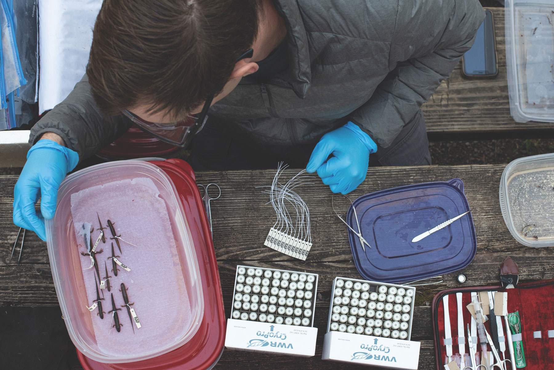 Smokies LIVE: Scientists discover new salamander species hiding in ...