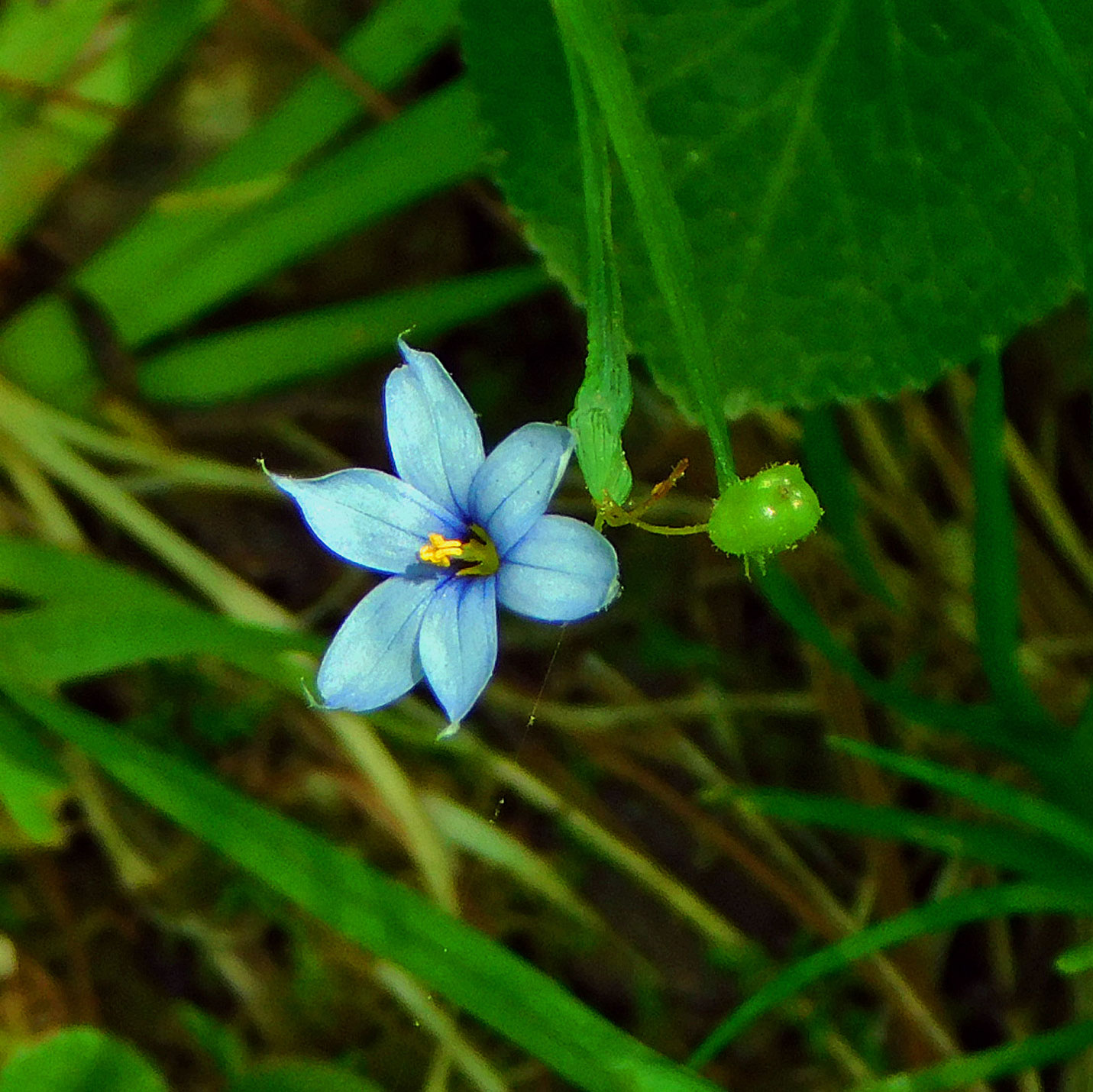 Smokies LIVE Wildflowers 101: Three blue flowers