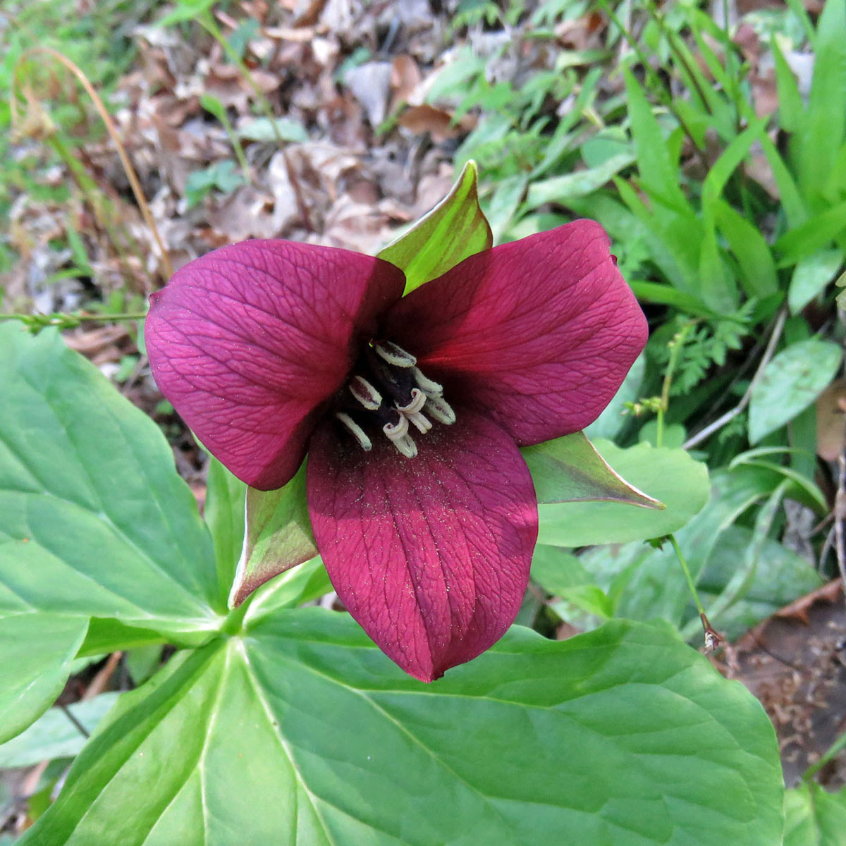 Smokies LIVE Wildflowers 101: Vasey's trillium and purple wake robin