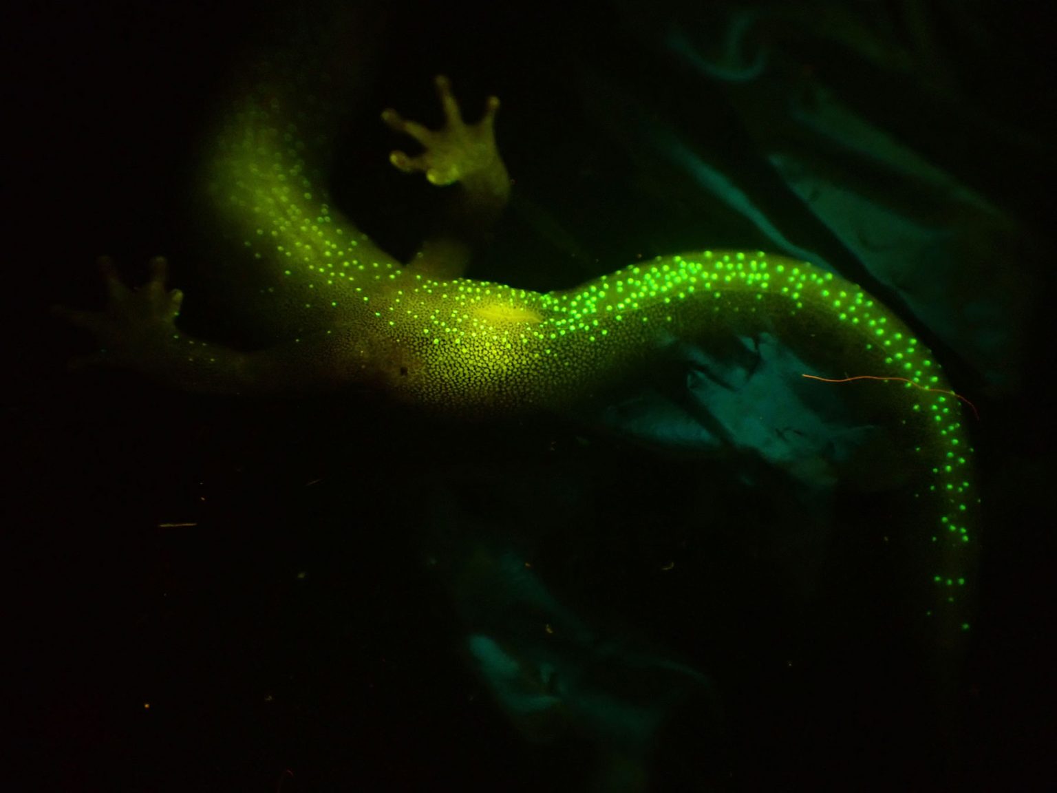 Glowing Appalachian salamander