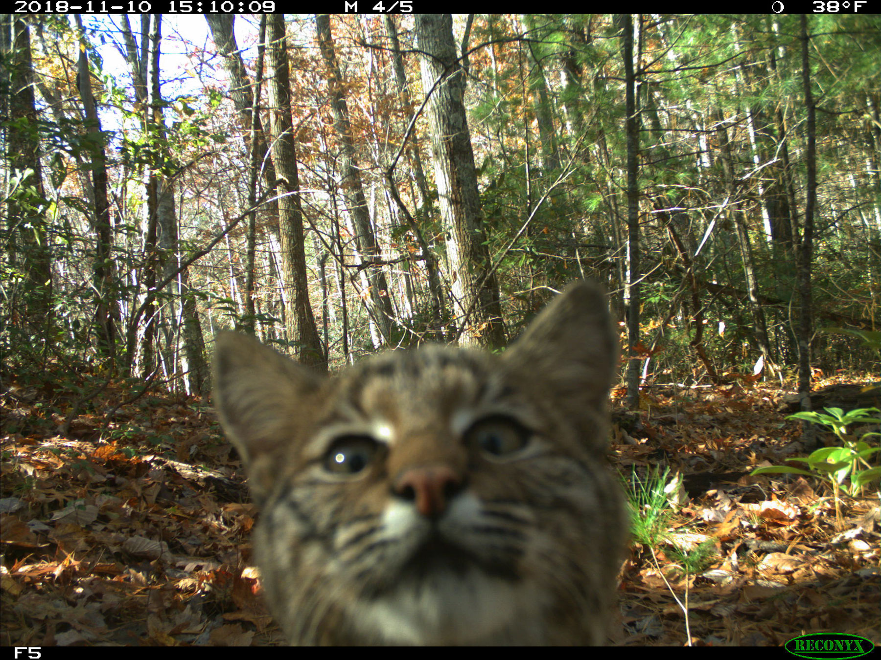 Understanding the ubiquitous bobcat