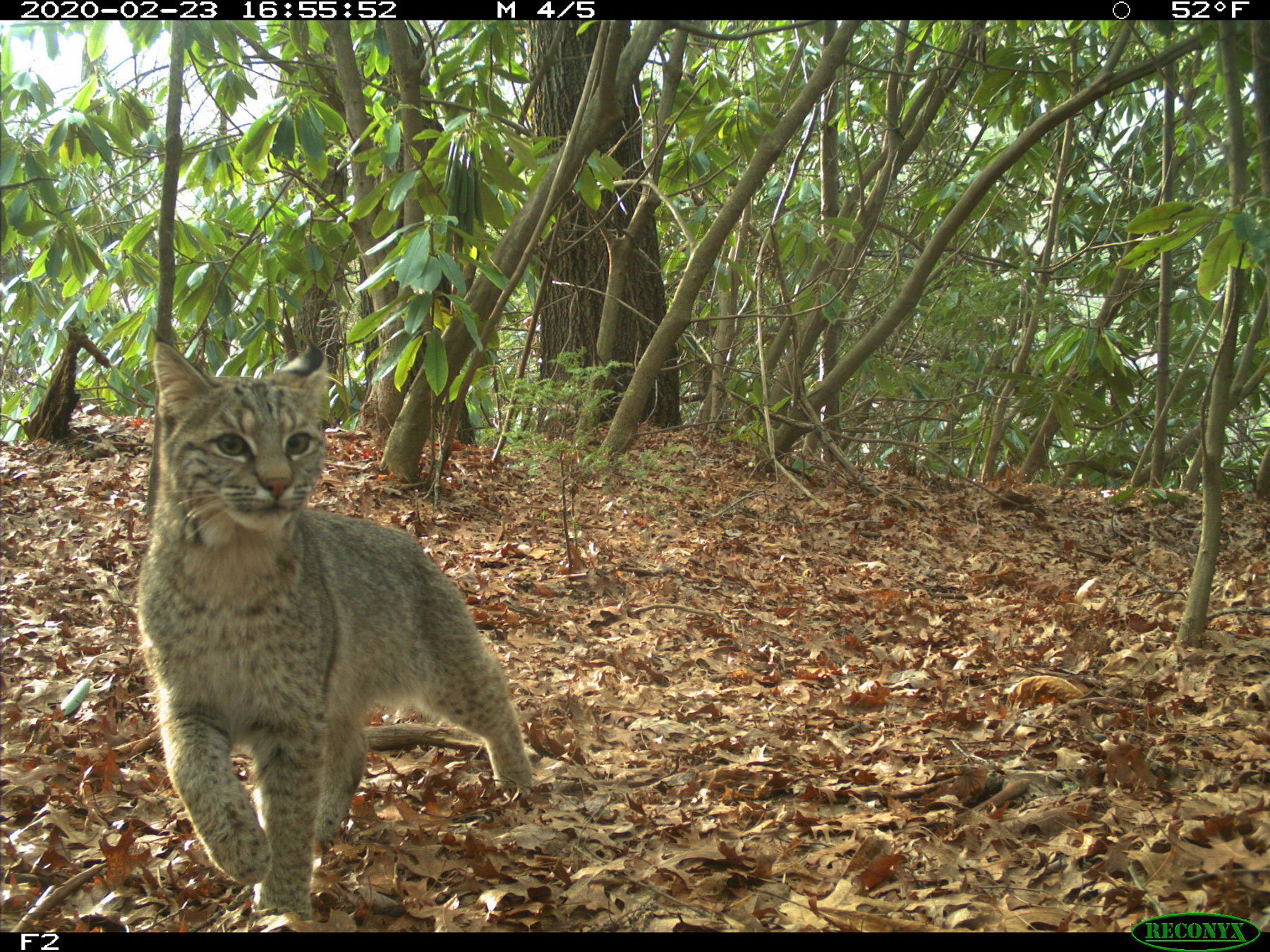 Understanding the ubiquitous bobcat