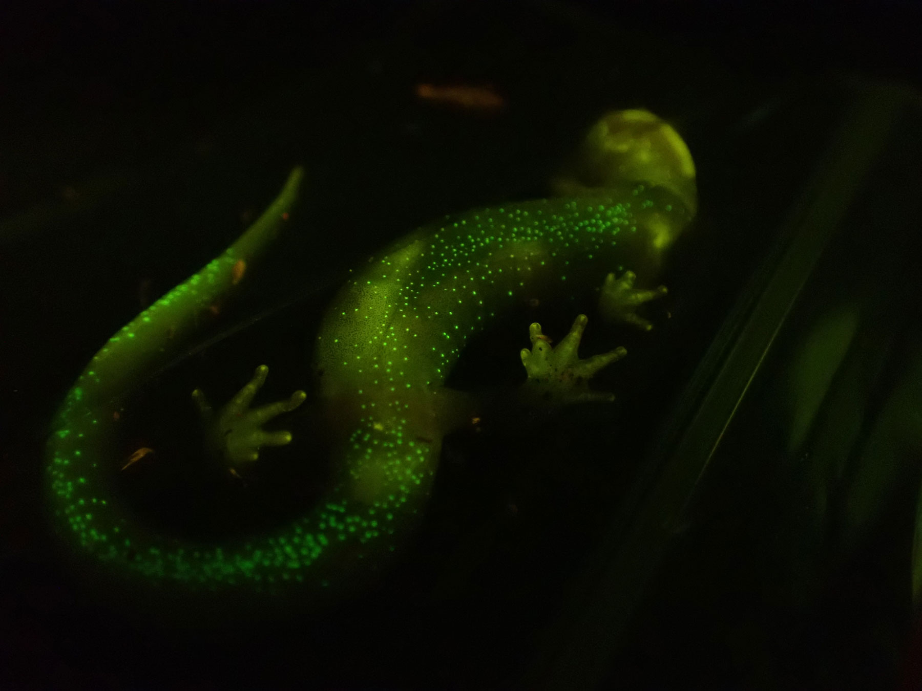 Glowing Appalachian salamander