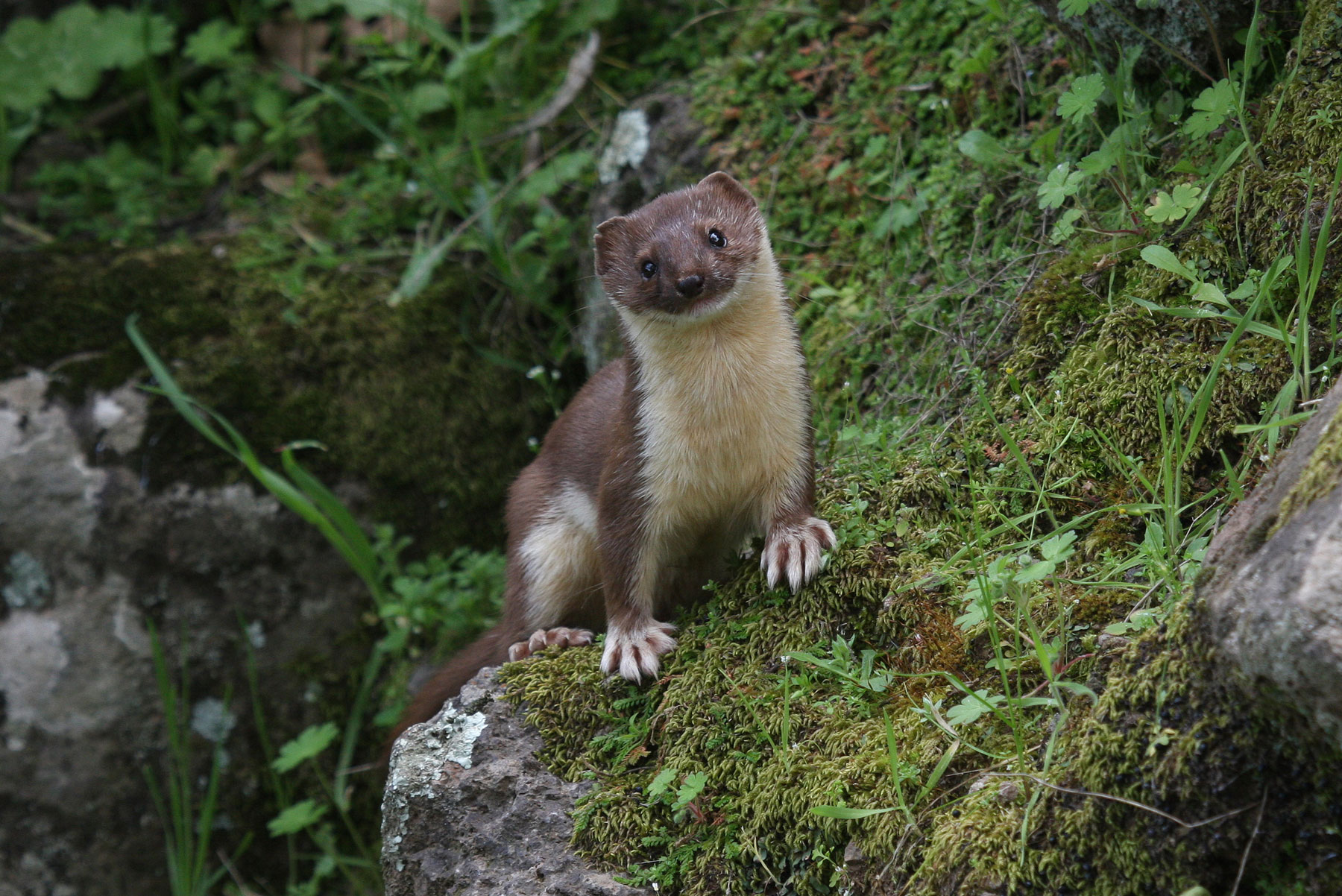 Wondering where the weasels are | Smokies LIVE
