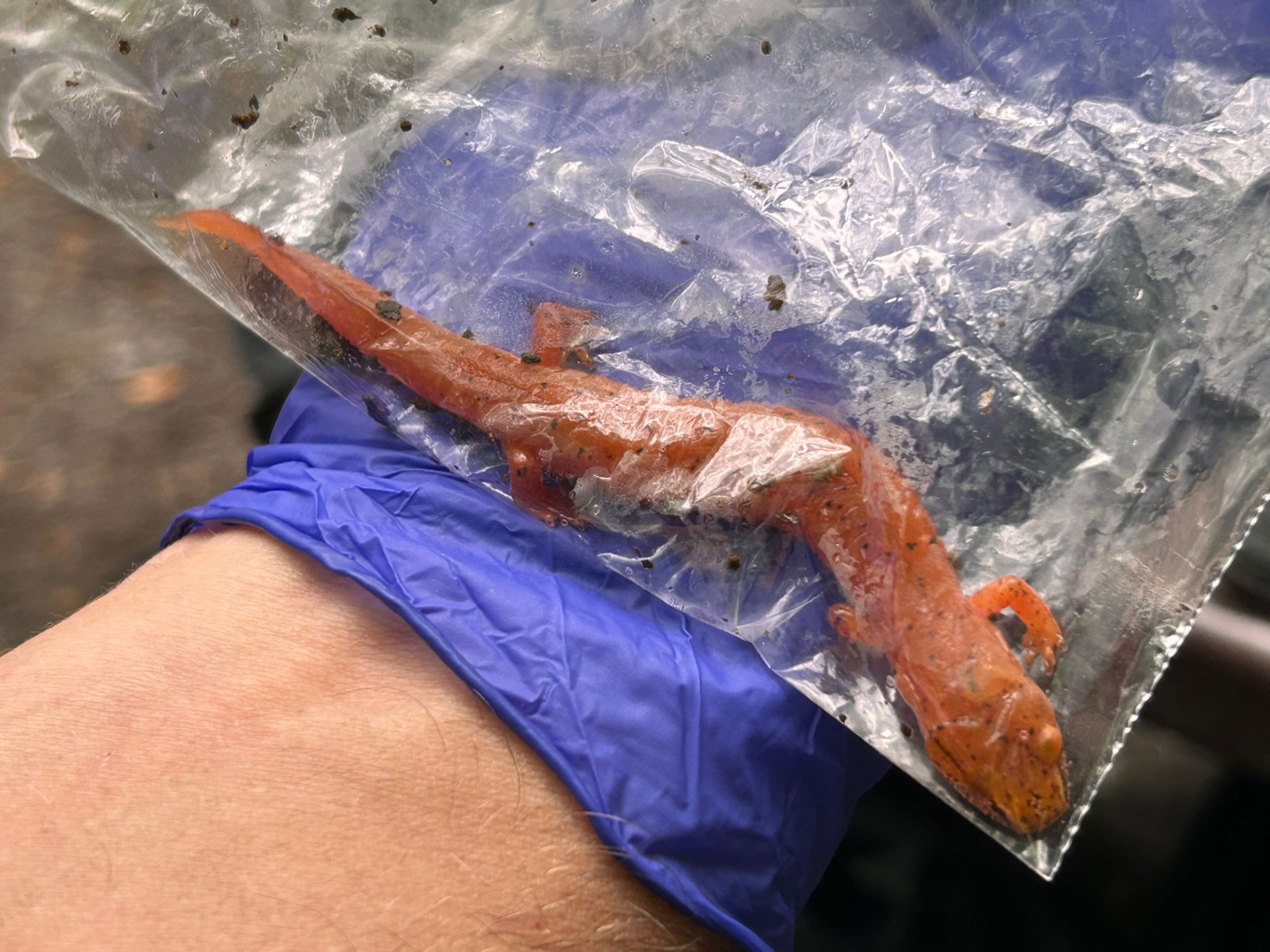 Smokies LIVE: An annual checkup for salamanders