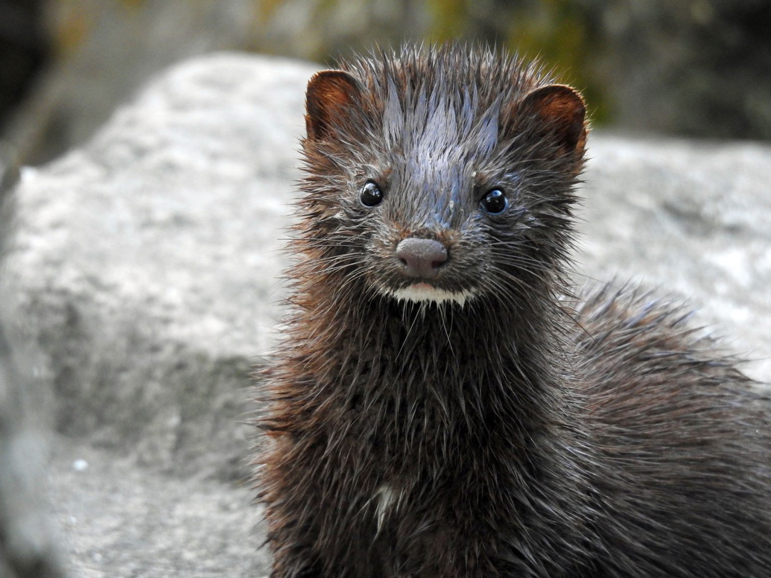 Wondering where the weasels are | Smokies LIVE