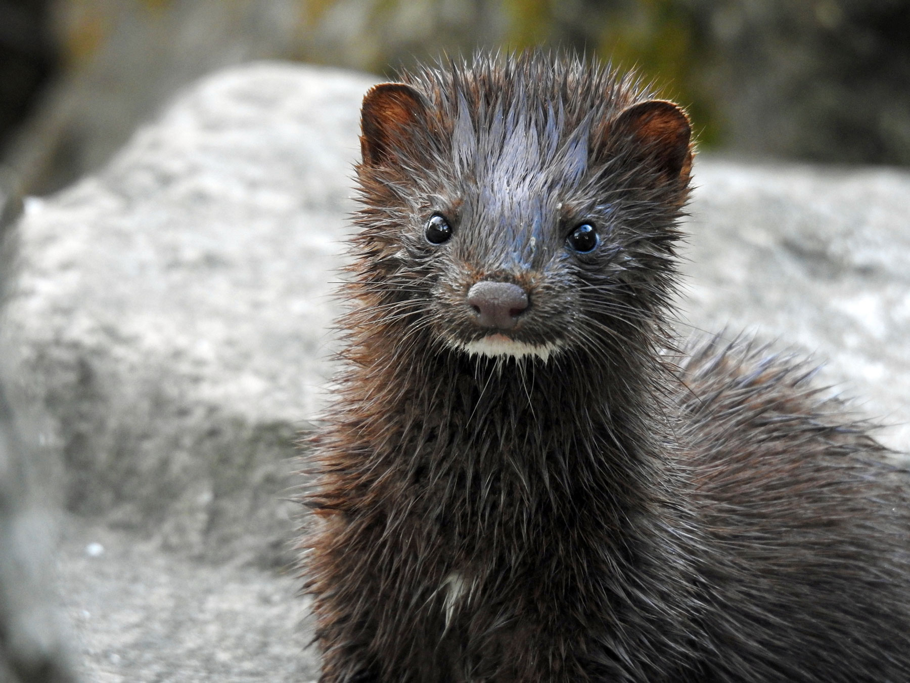 Wondering where the weasels are | Smokies LIVE