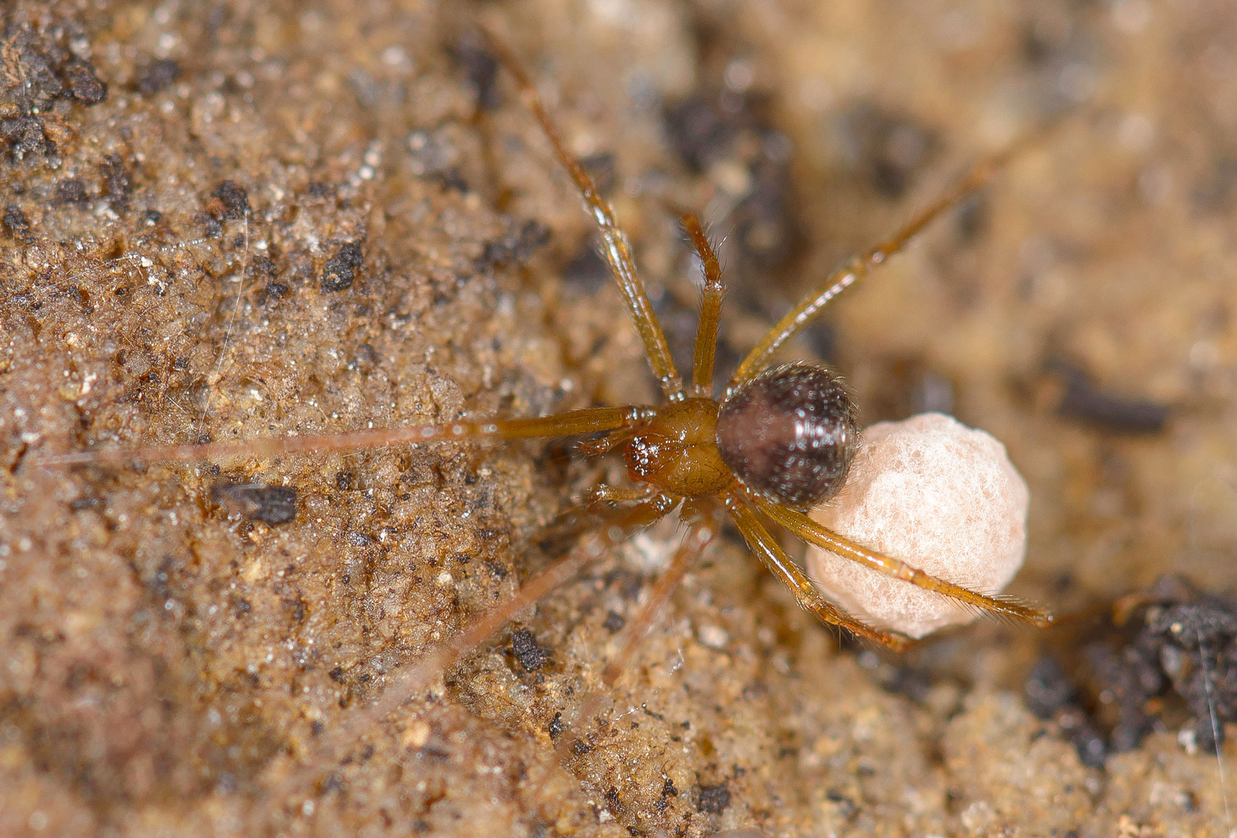 Dykeman namesake among three new Smokies spiders