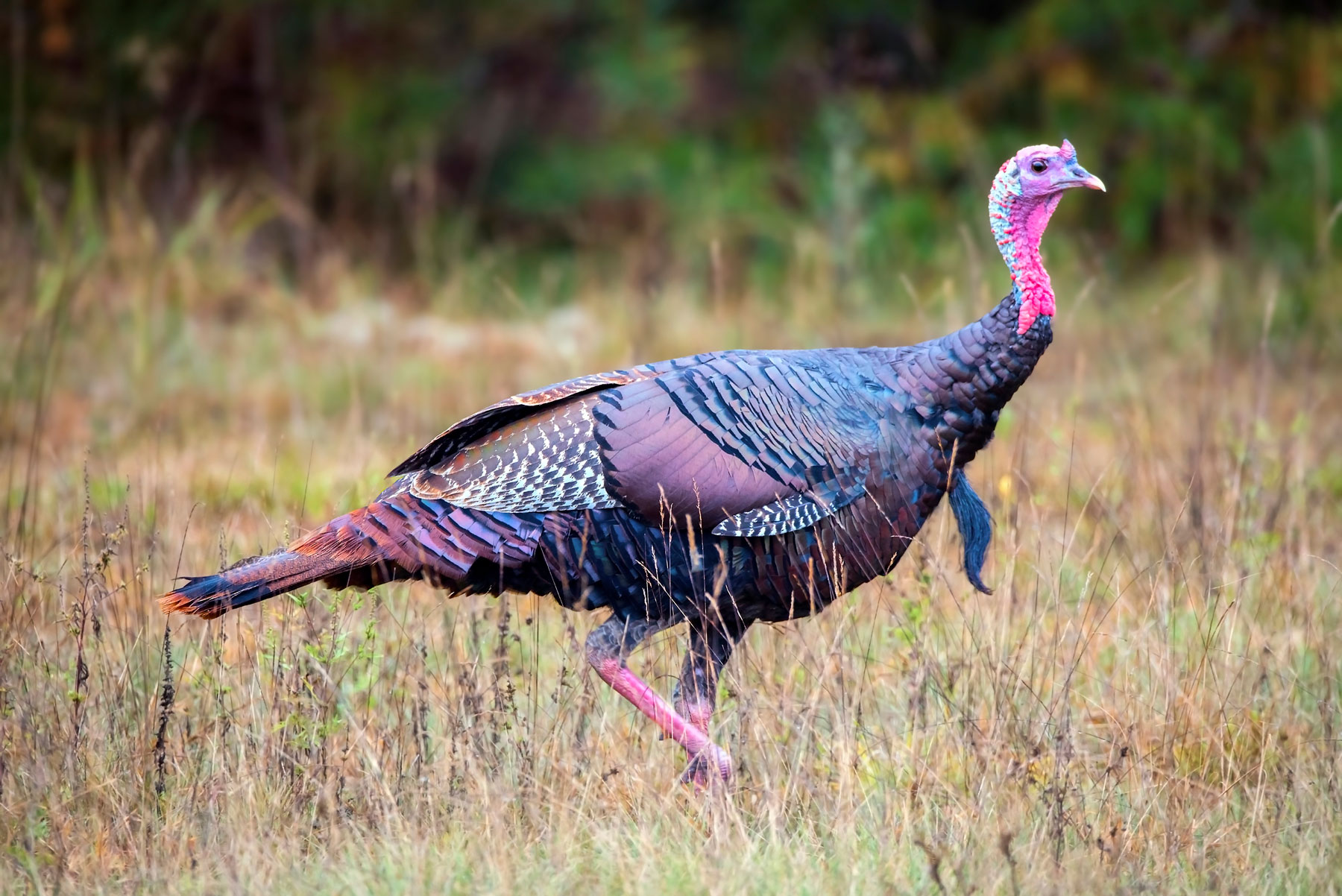 Smokies LIVE: What we can learn from wild turkeys