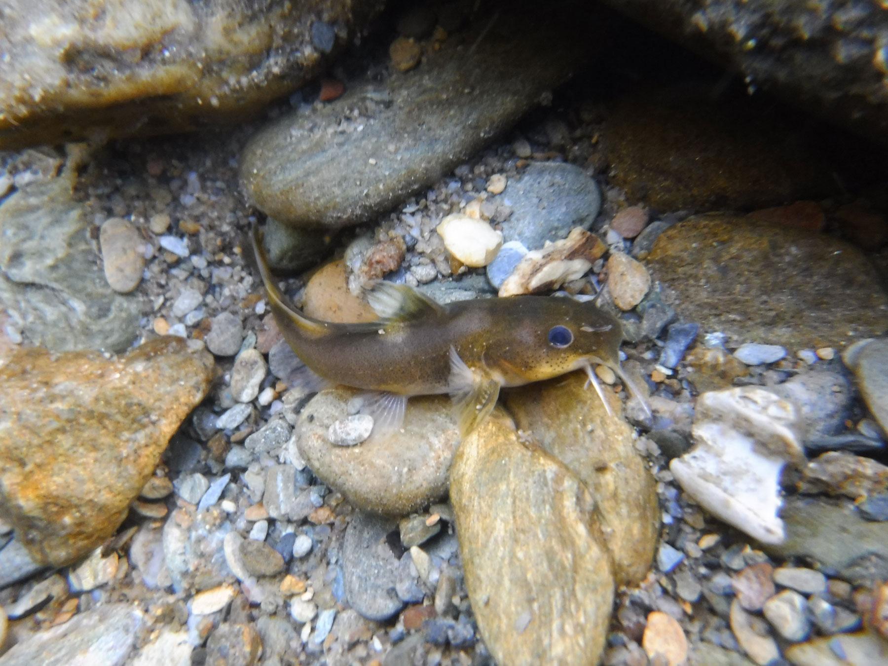 Smokies LIVE: At 50, Endangered Species Act continues to protect life ...