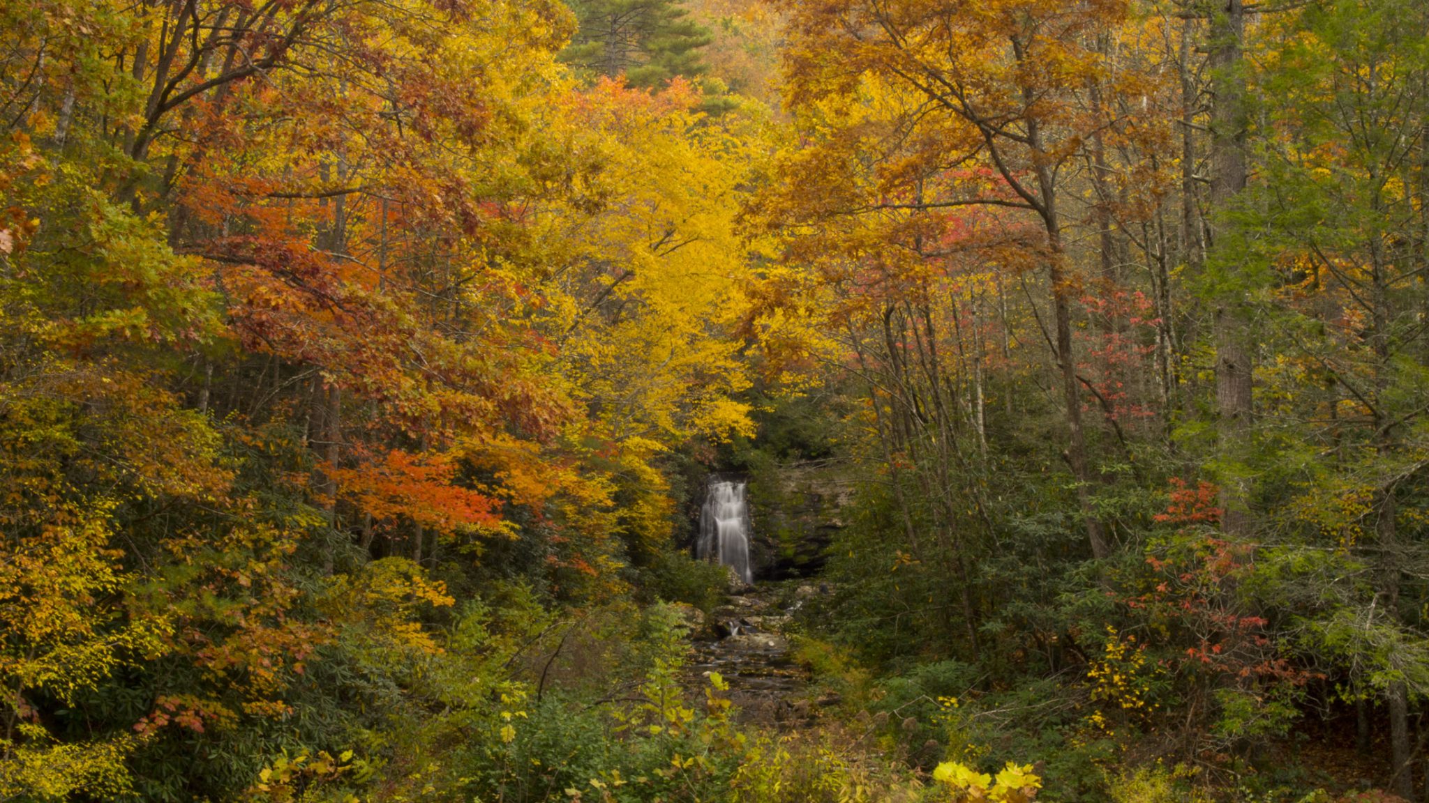 Fall Color Reports for Great Smoky Mountains | Smokies Life