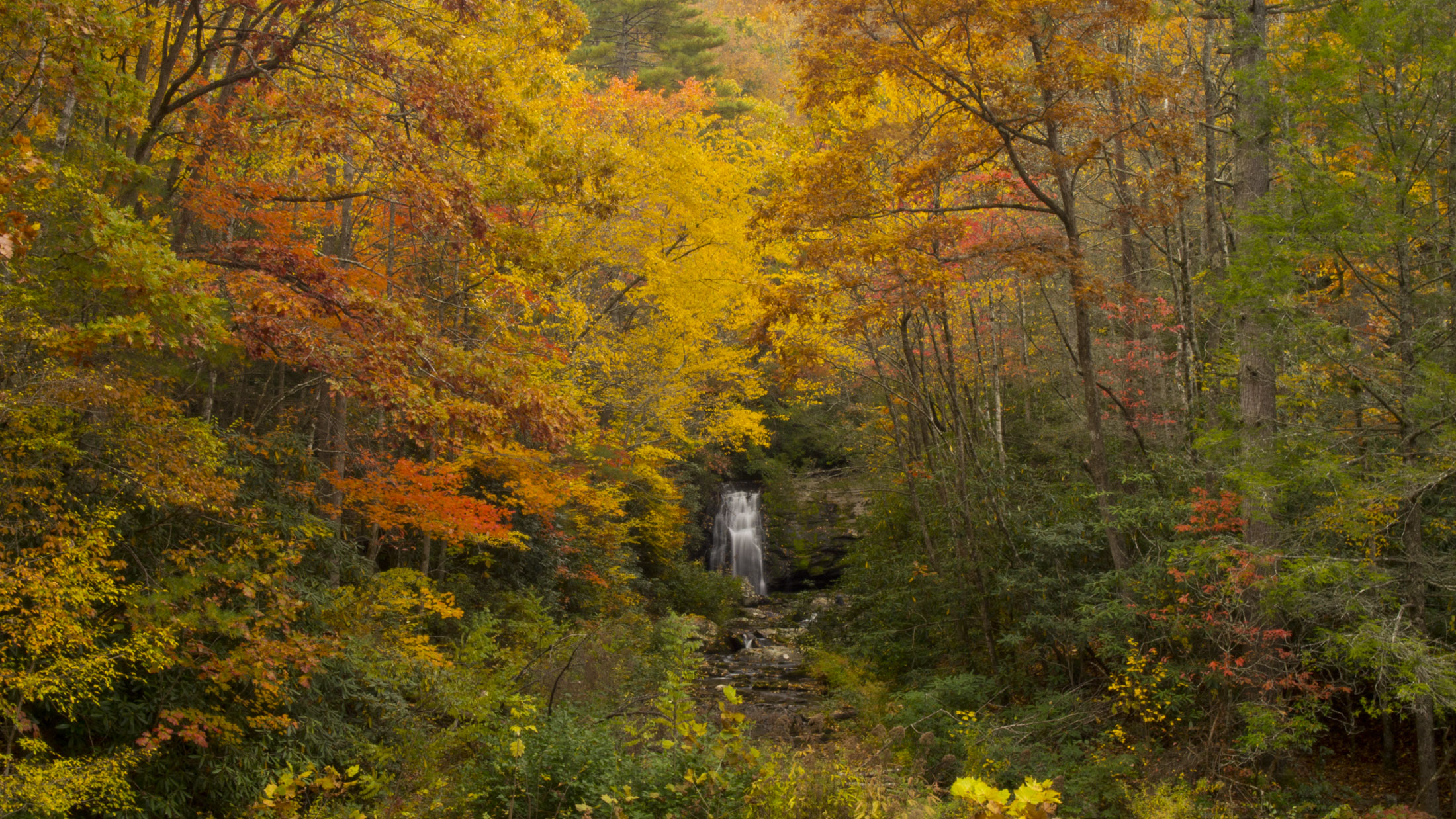2021 FALL COLORS | Smokies Life