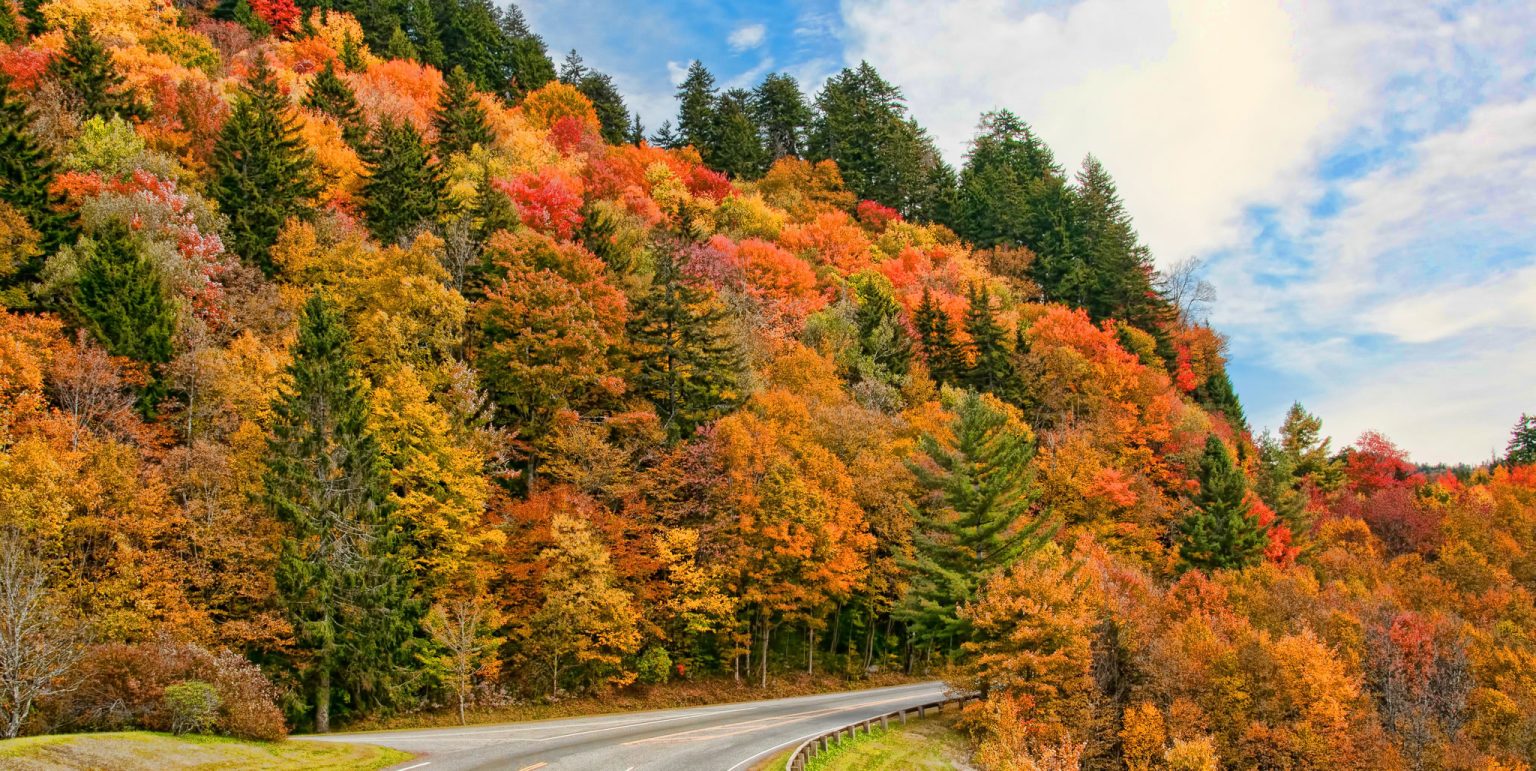 Fall Color Reports for Great Smoky Mountains | Smokies Life