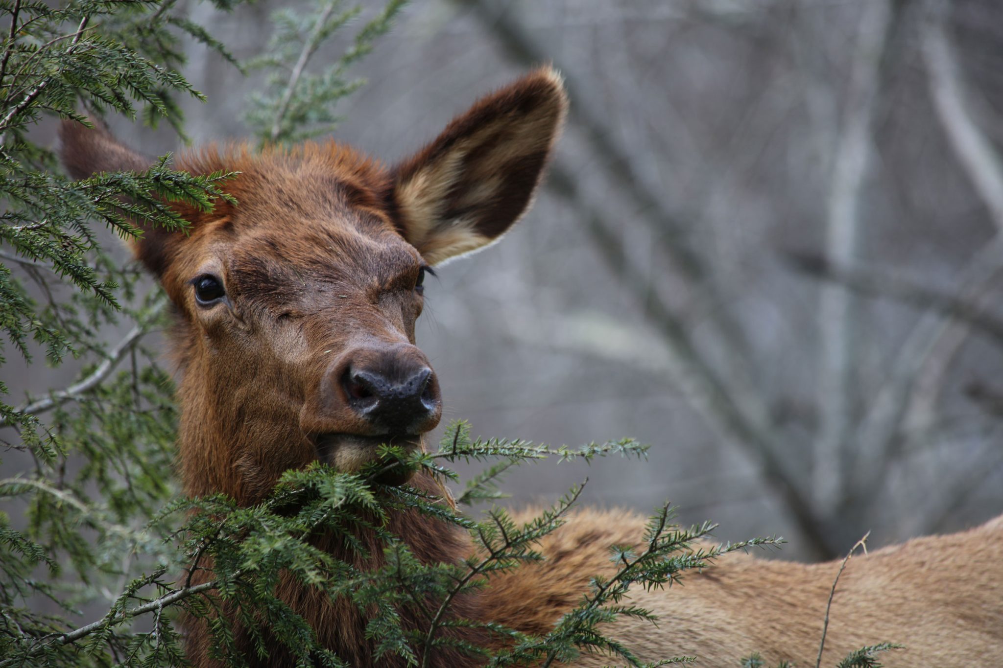 DNA study yields new estimate of Smoky Mountain elk population