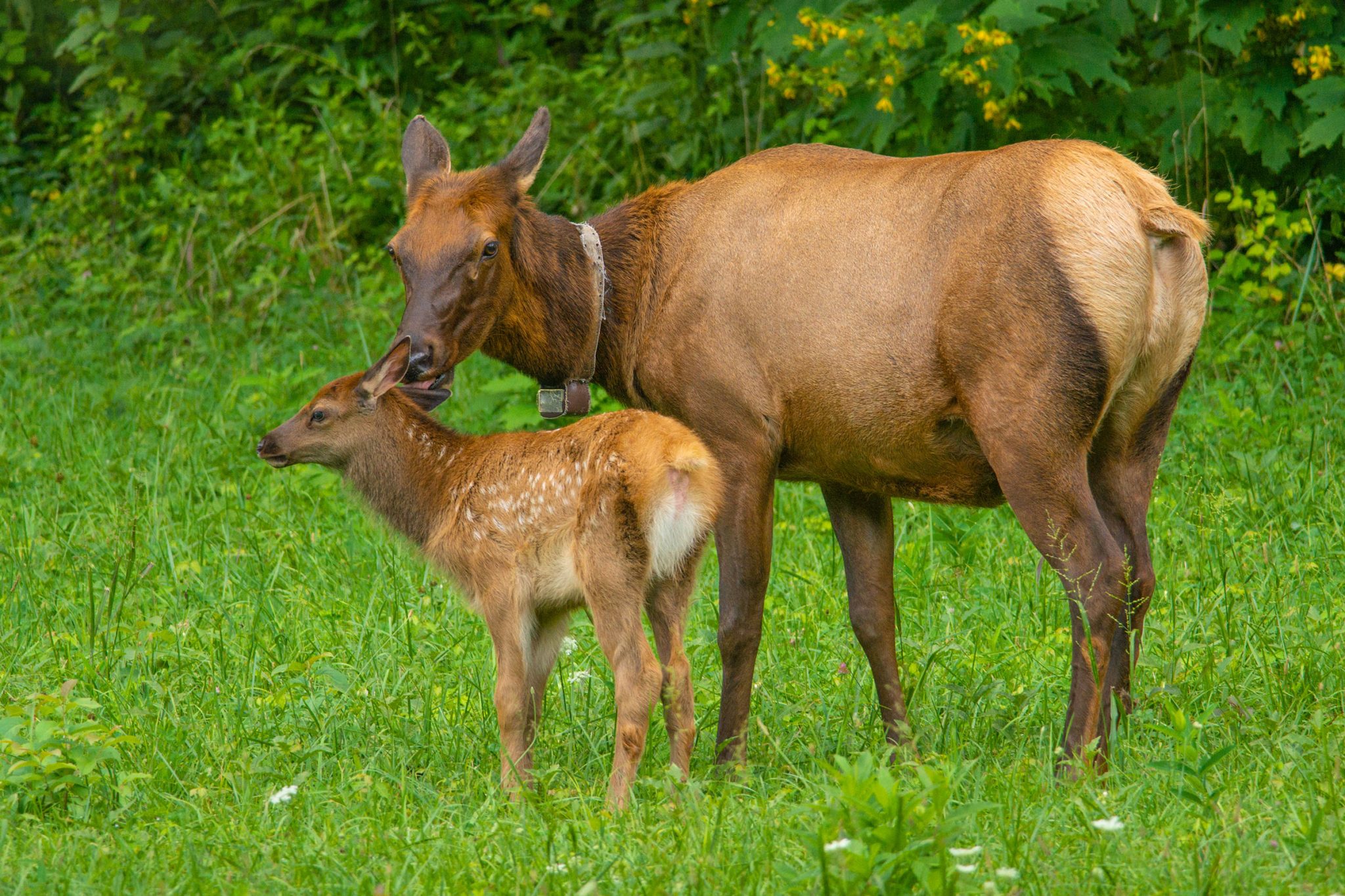 DNA study yields new estimate of Smoky Mountain elk population