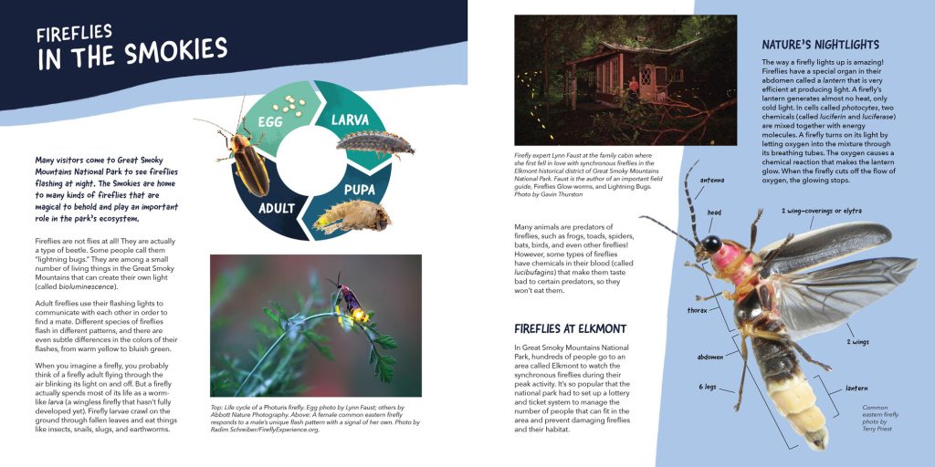 New children's book explores mysterious world of fireflies