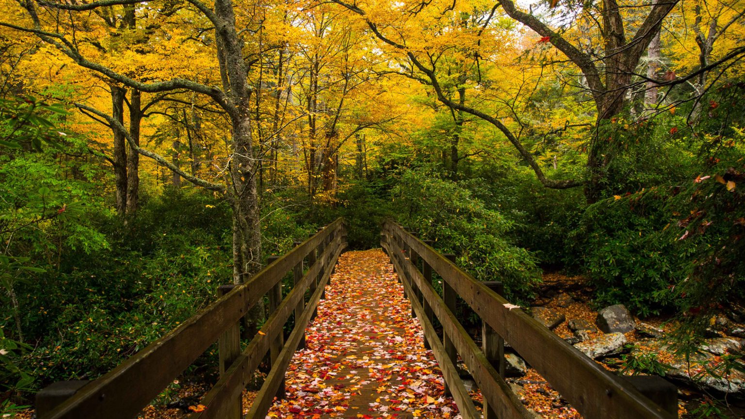 Fall Color Reports for Great Smoky Mountains | Smokies Life