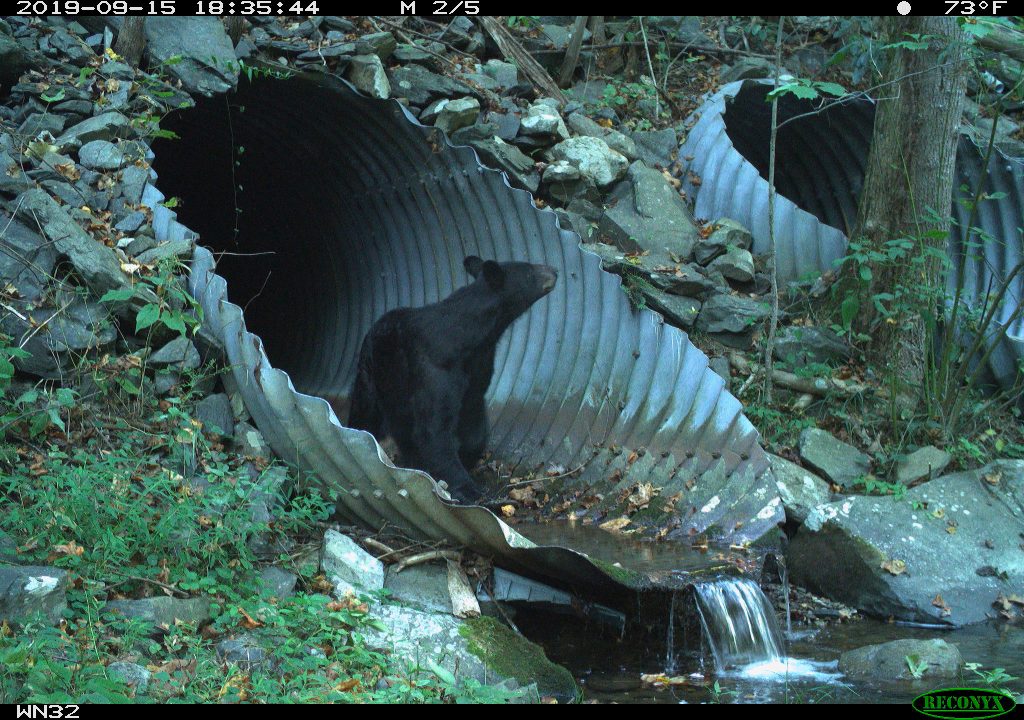 Smokies LIVE: I-40 rebuild offers rare opportunity for wildlife ...