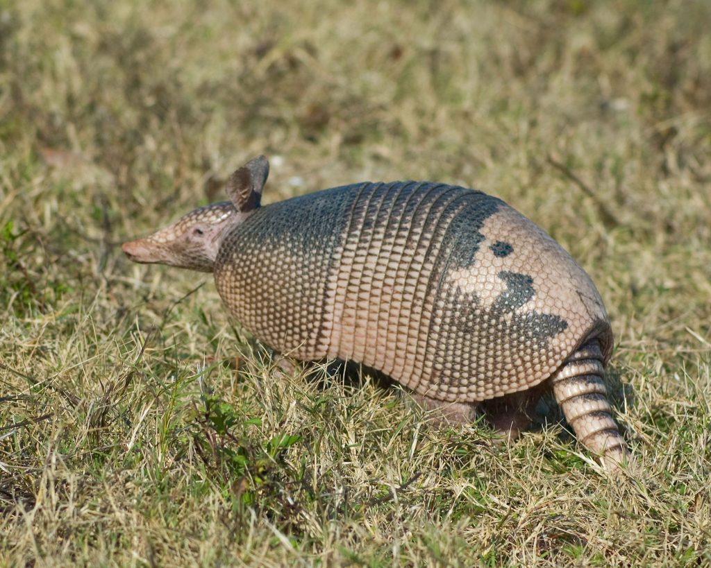 Smokies LIVE: Armadillos make a home in the Smokies