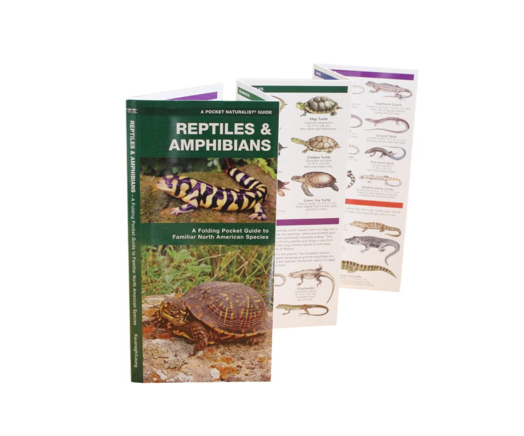 A Pocket Naturalist Guide: Reptiles and Amphibians - Smokies Life